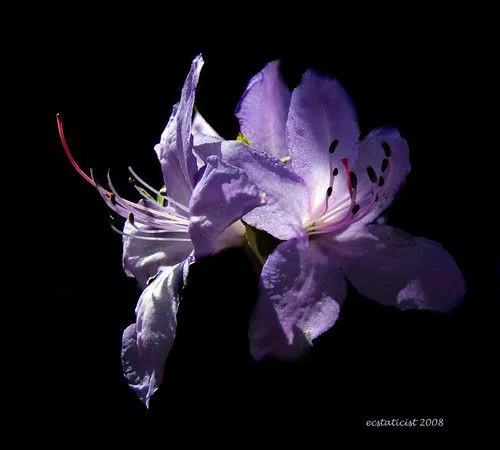 Paisajes en color morado - Imagui