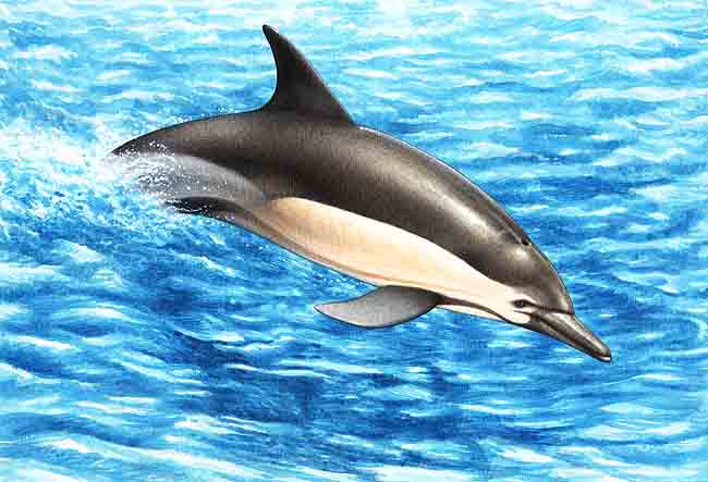 Lista de animales que nadan - 10 fotos e imágenes gratis - Imagui