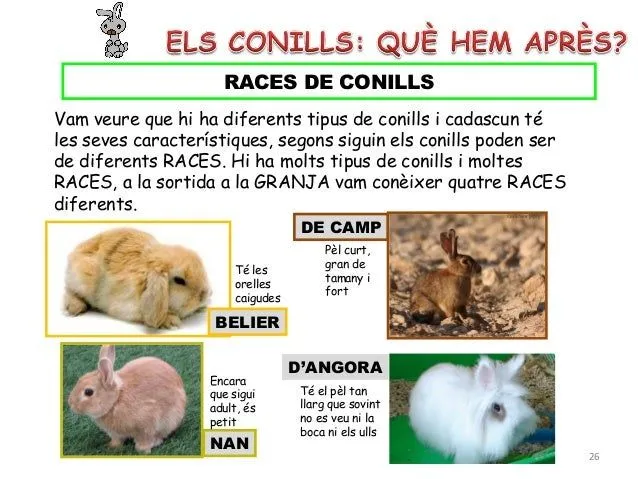 Els conills per pintar - Imagui