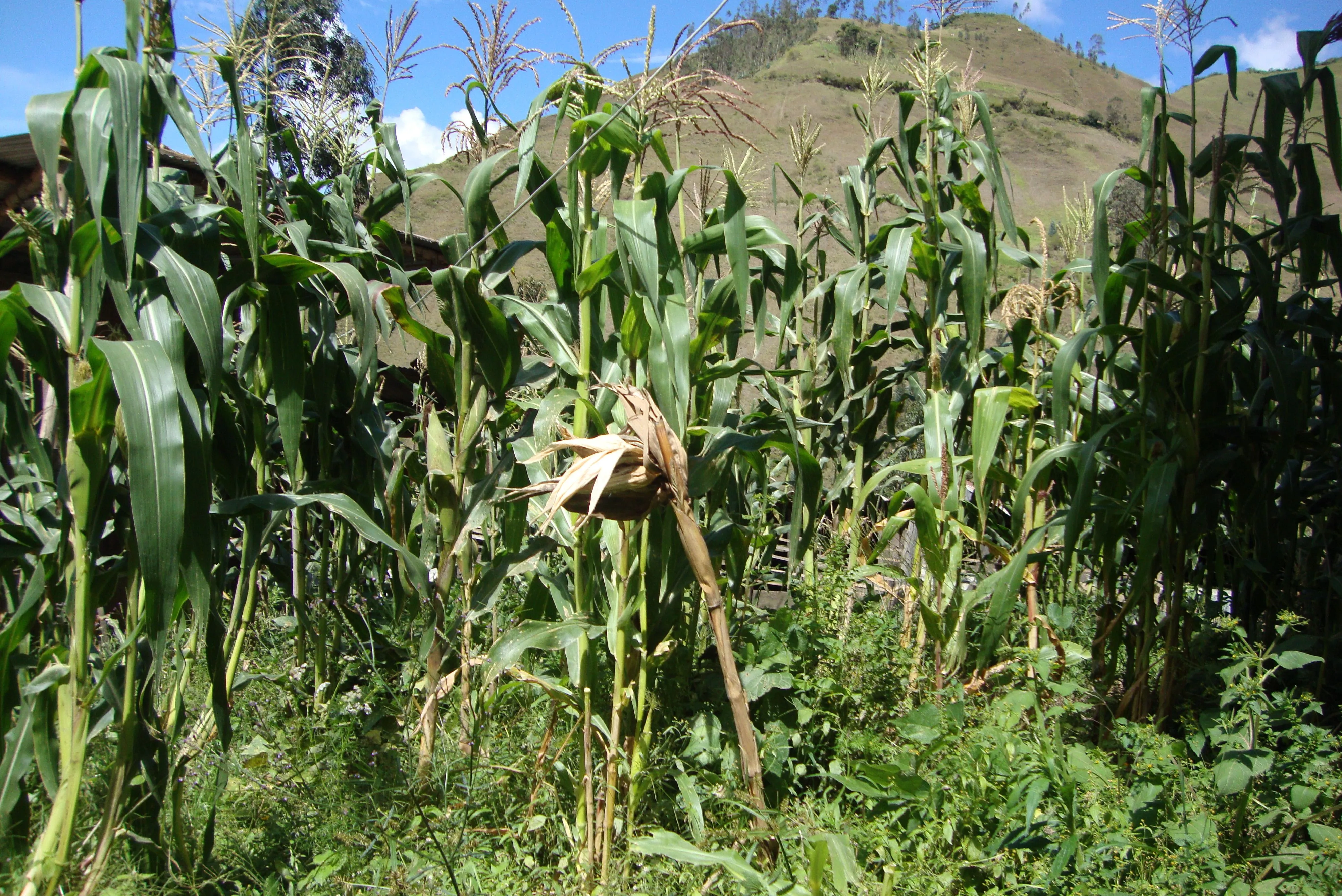 Partes de la planta de choclo - Imagui