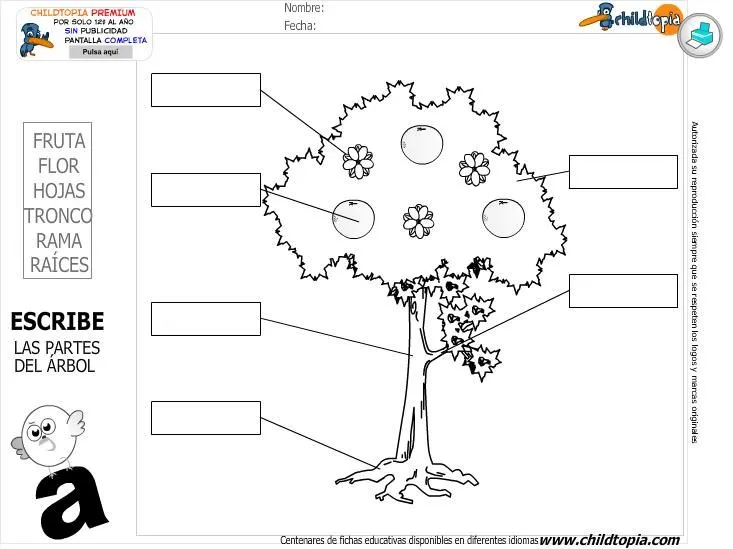 Imágenes de las partes del árbol - 7 fotos e imágenes gratis - Imagui