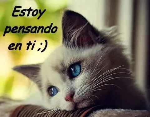 Imagenes de gatos tiernos con frases de amor - Imagui