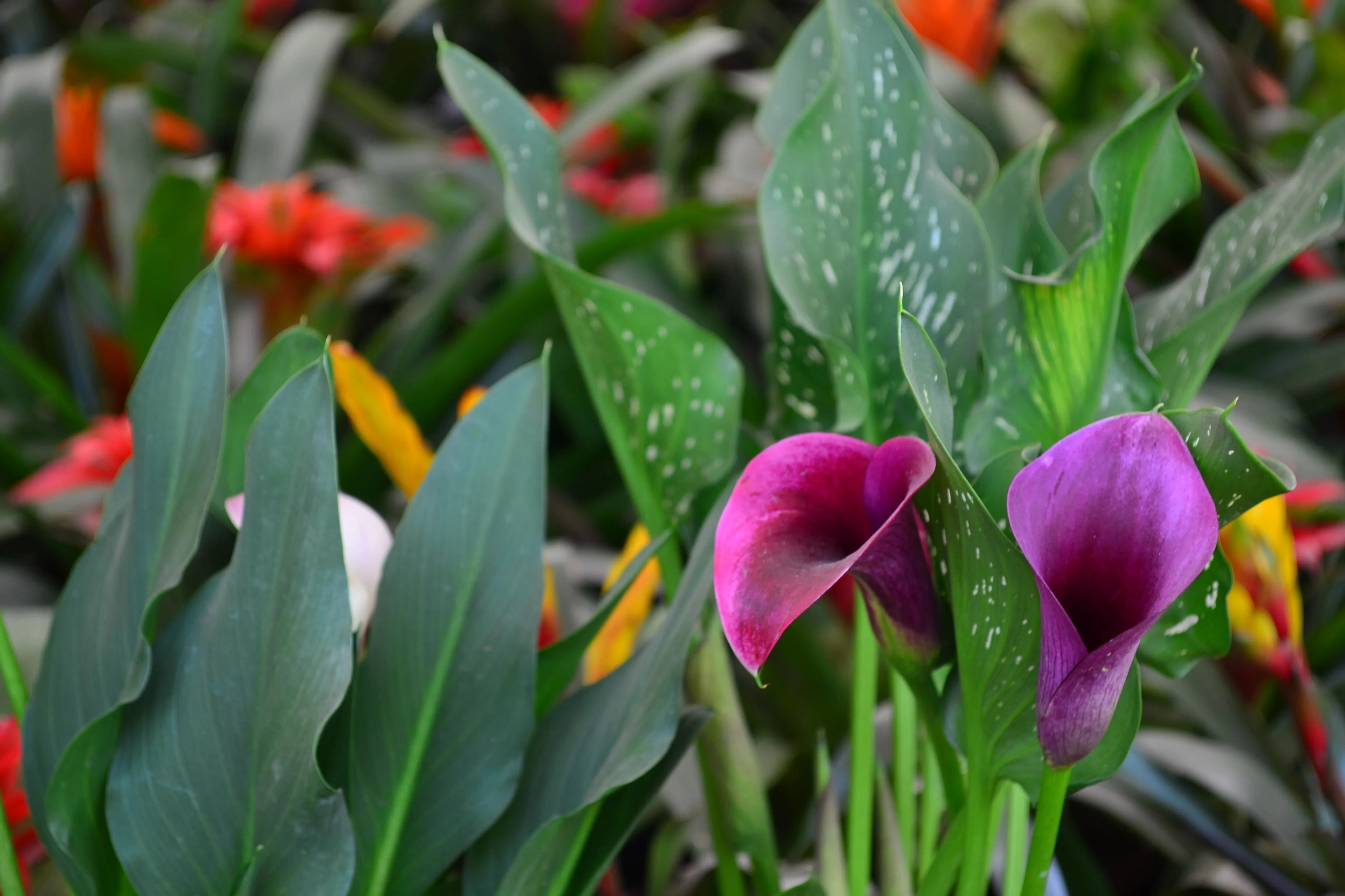 Alcatraces de colores - Imagui