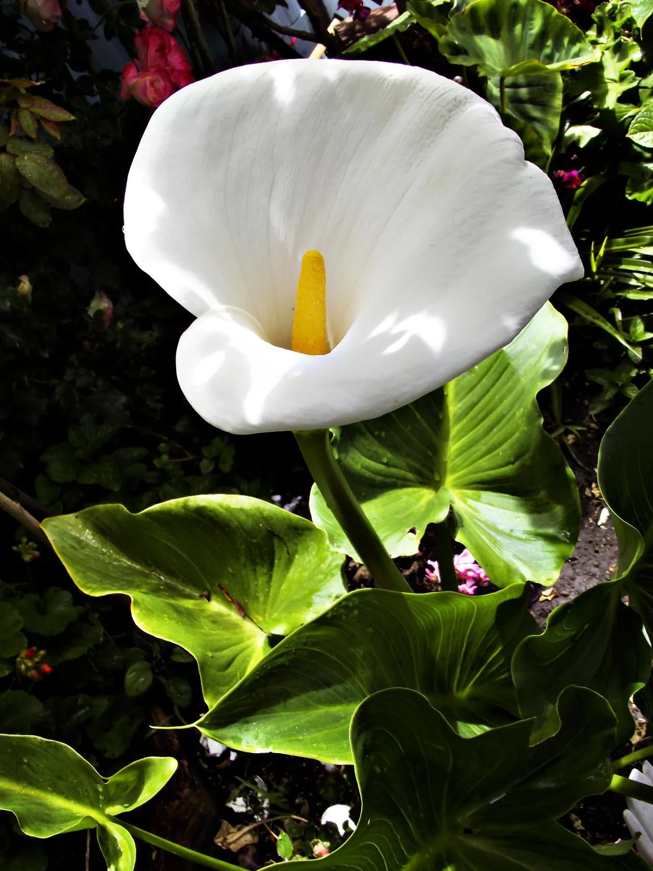Flor alcatraz - Imagui