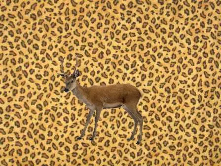 Animal prin - Imagui
