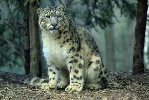 Animales con i - Imagui