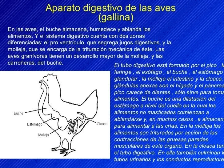 Sistema dijestivo de la gallina - Imagui