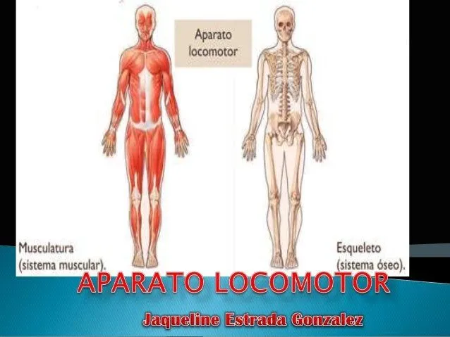 Esquema del aparato locomotor - Imagui
