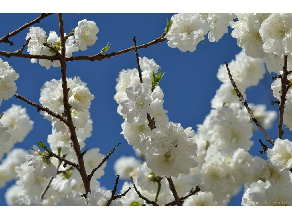 Árboles con flores blancas - 11 fotos e imágenes gratis - Imagui