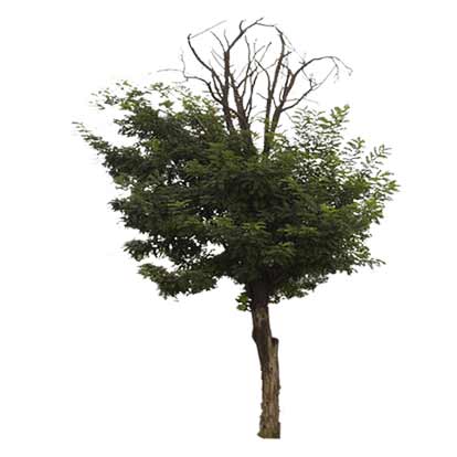 Árboles en PSD gratis - 8 fotos e imágenes gratis - Imagui