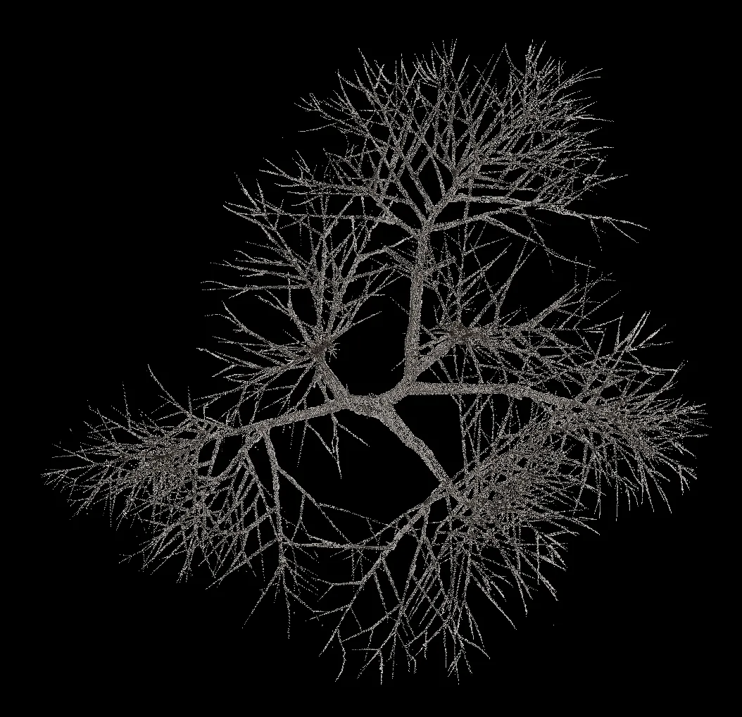 Arboles en planta - Imagui Arboles en planta - Imagui