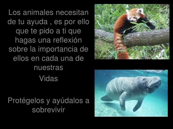 Reflexion sobre los animales - Imagui