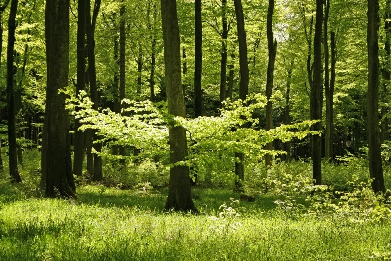Bosques verdes - Imagui
