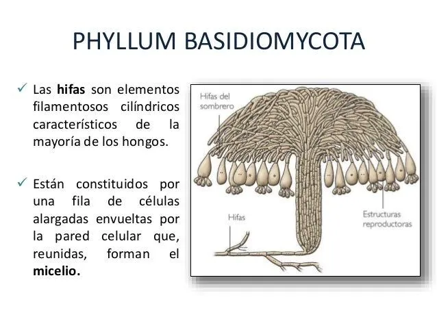 Hongos basidiomicetos - Imagui
