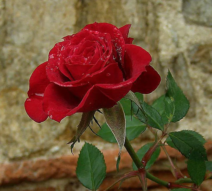 Las mas bellas rosas del mundo - Imagui