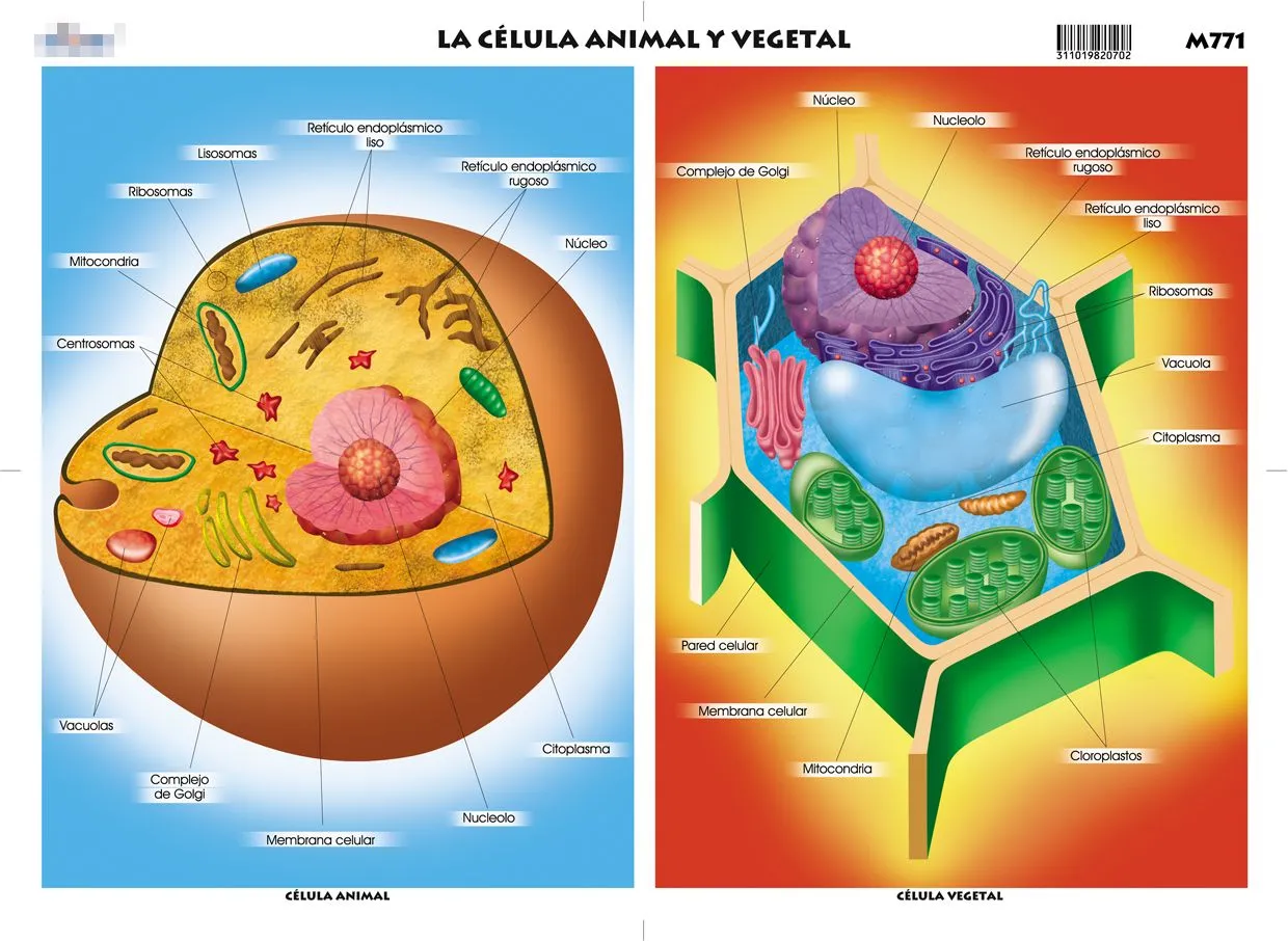 Imagenes de la celula vegetal y sus partes - Imagui