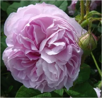 Rosas extrañas - Imagui