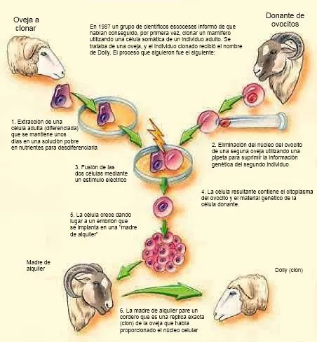 Ciclo de vida de la oveja - Imagui