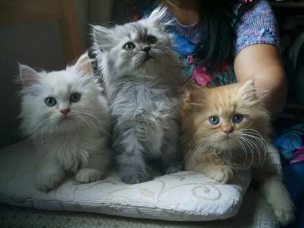 Gatitos persas fotos - Imagui
