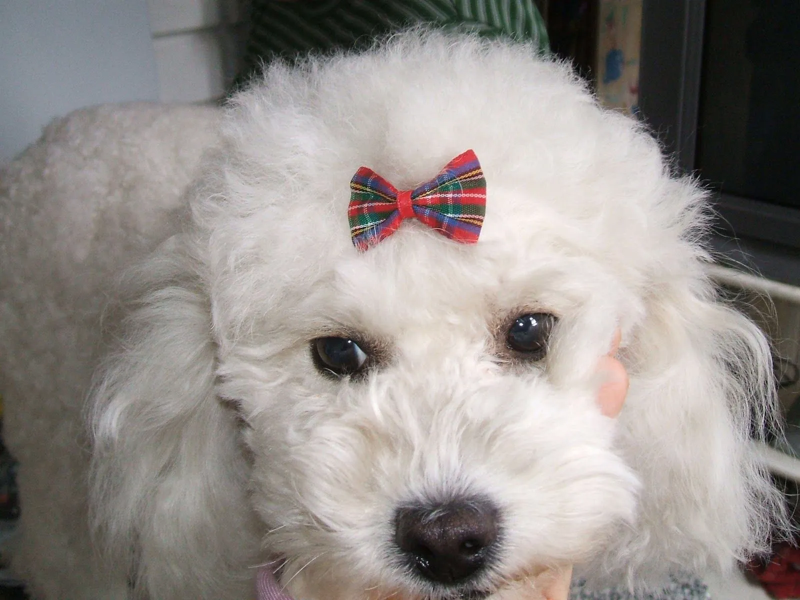 Fresh pool miniatura - Imagui