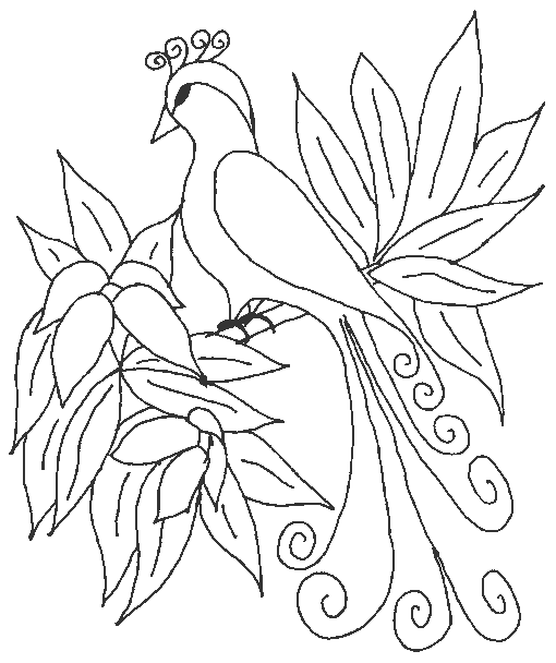 Aves bocetos - Imagui