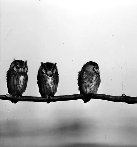 Imagenes de buhos tiernos - Imagui