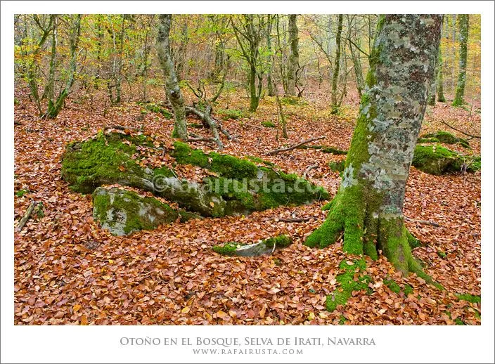 Bosque de´irati - Imagui