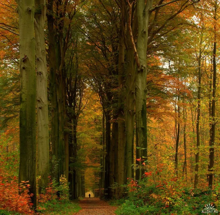 Bosques hermosos del mundo - Imagui