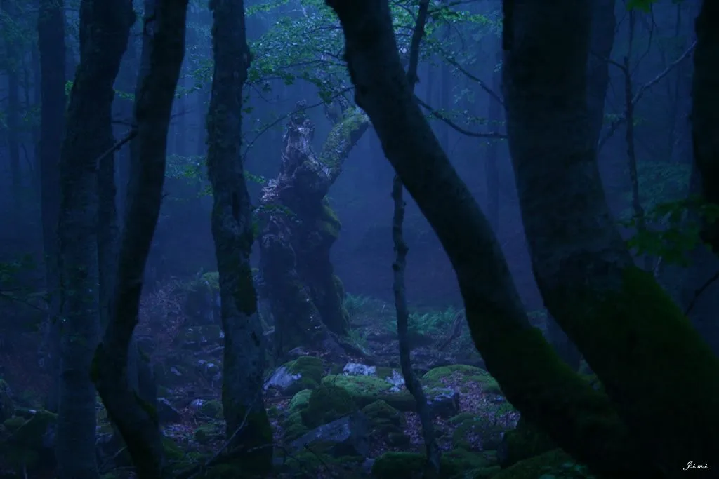Imágenes de bosques oscuros y tenebrosos - 11 fotos e imágenes gratis ...
