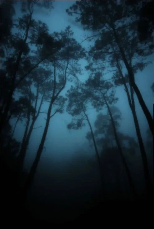 Imágenes de bosques tenebrosos - 11 fotos e imágenes gratis - Imagui