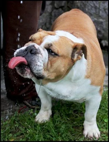Bulldog inglés bebé - 6 fotos e imágenes gratis - Imagui