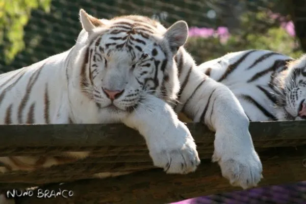 Fotos de felinos - Imagui
