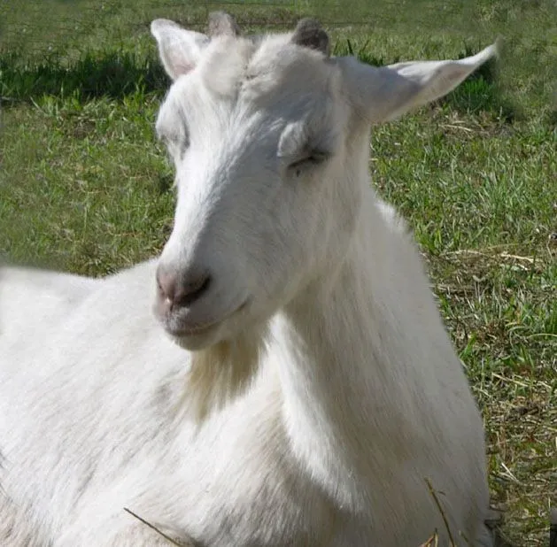 Imagenes de cabras - Imagui