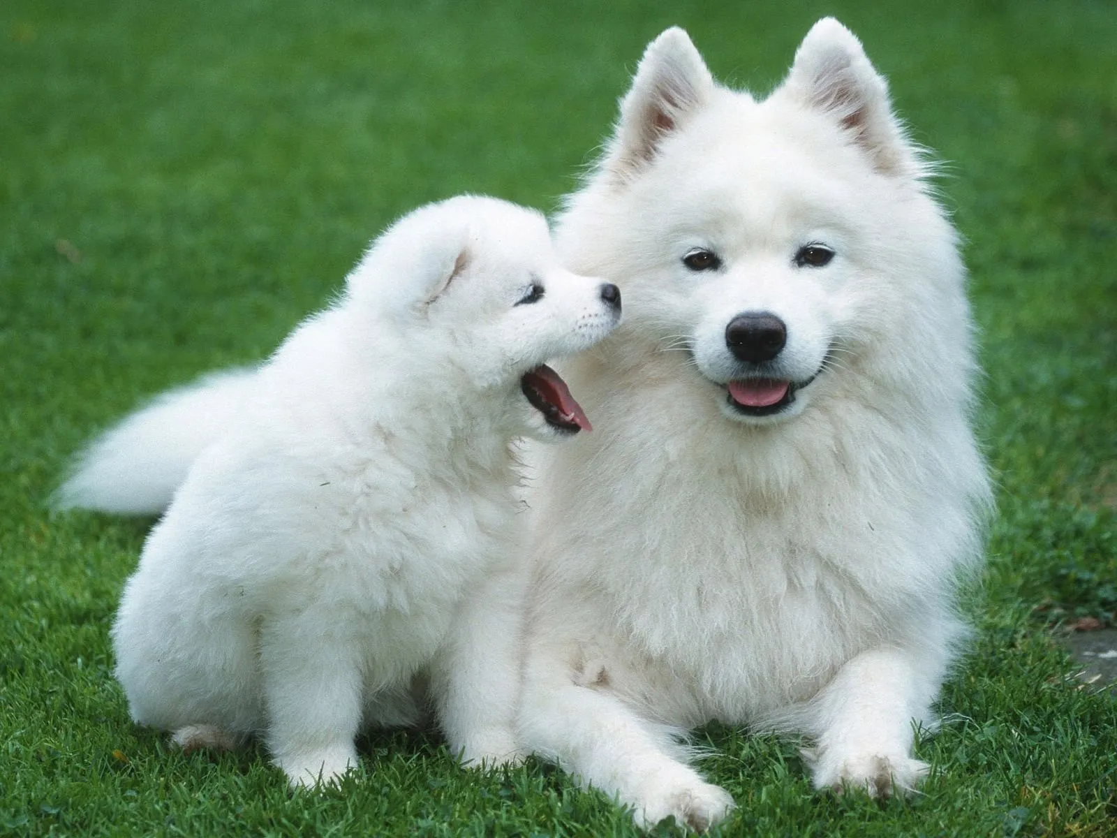 Cachorros perros lobos - Imagui