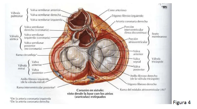 Anatomia del corazon netter - Imagui
