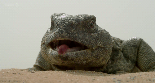 *.gif iguana - Imagui