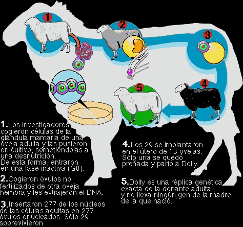Ciclo de vida de la oveja - Imagui