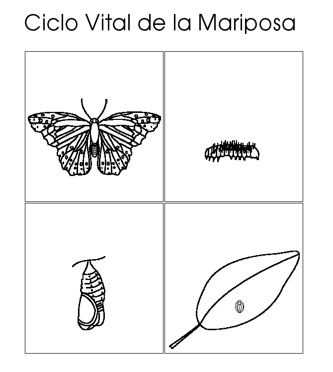 Ciclo de vida de la mariposa para colorear - Imagui