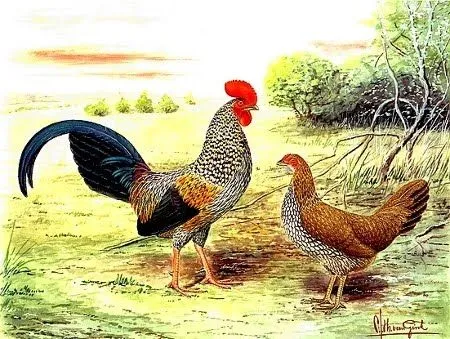 Dibujos del ciclo vegetal de la gallina - Imagui