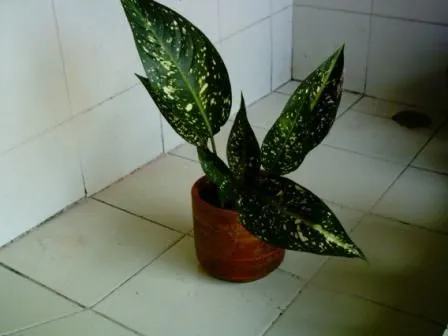 Clases de plantas - Imagui