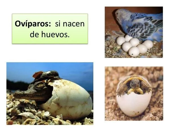 Animales que no nacen del huevo - Imagui