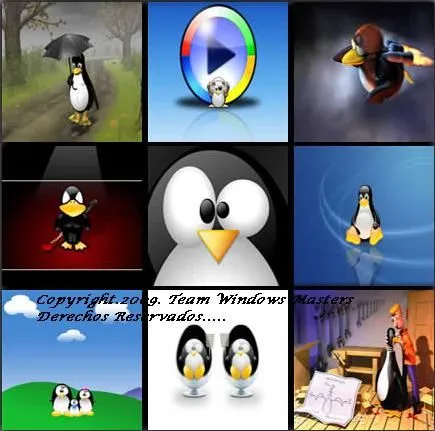 Pinguinos linux - Imagui