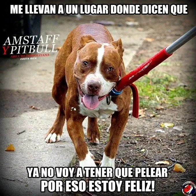 Pitbull frases - Imagui