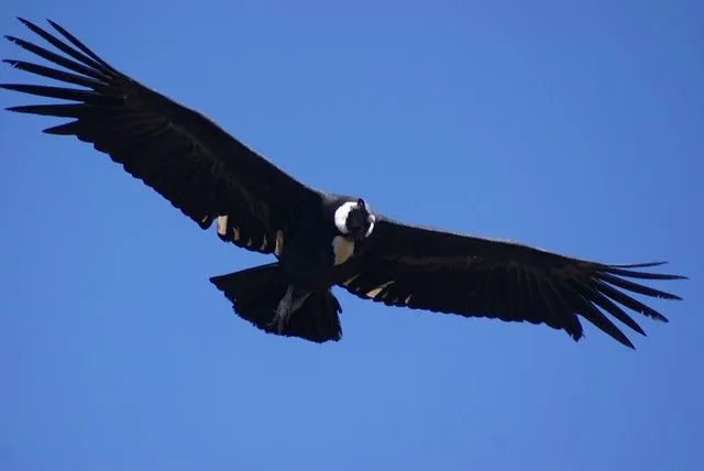 El condor de los andes - Imagui