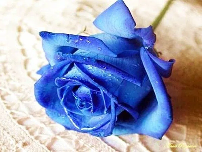 Imágenes de ramilletes de rosas azúles - Imagui