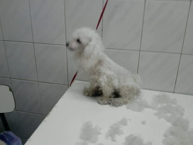 Corte poodle - Imagui