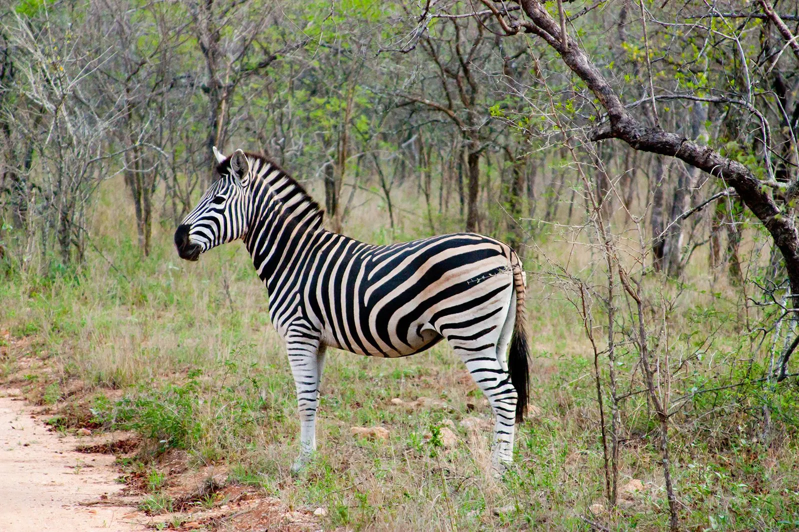 Animales salvajes de africa - Imagui