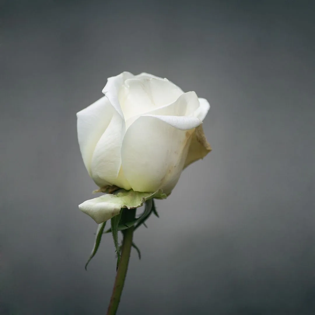 Rosa blanca brillante - Imagui