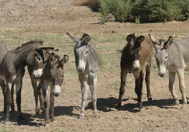 Imagenes de burritos animales - Imagui