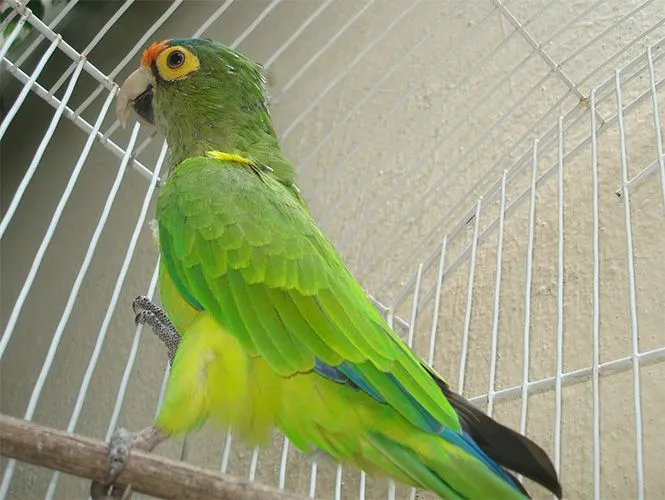IMAGEN DE PERICO - Imagui